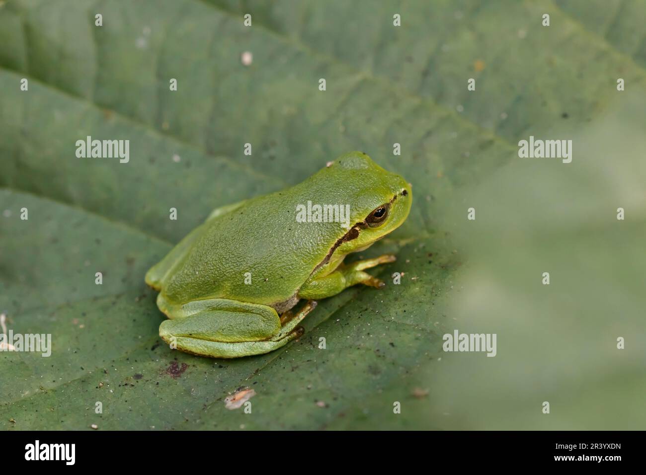 Hyla arborea, known as European tree frog, Tree frog, Common tree frog ...