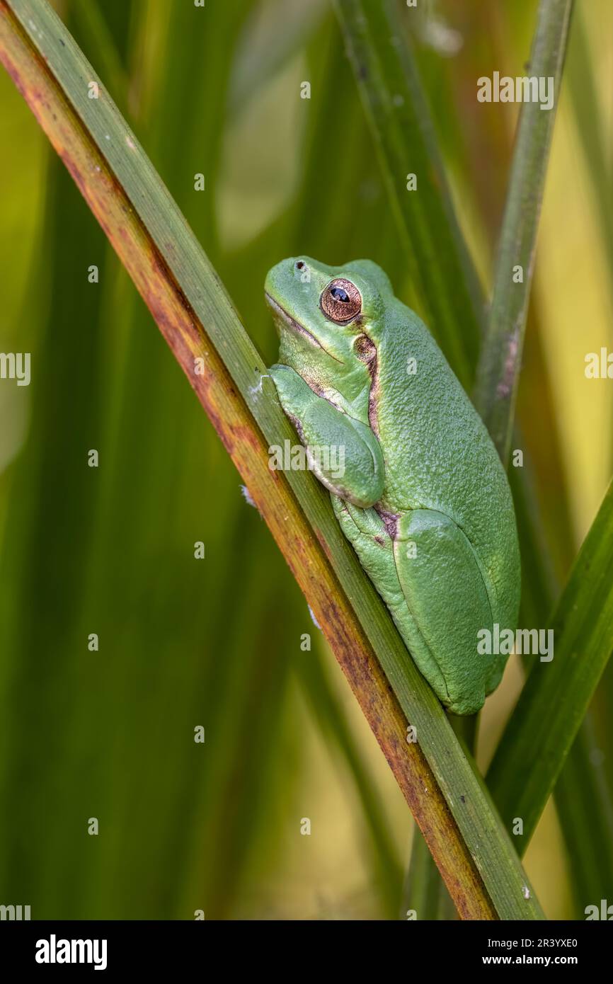 Hyla arborea, known as European tree frog, Tree frog, Common tree frog ...