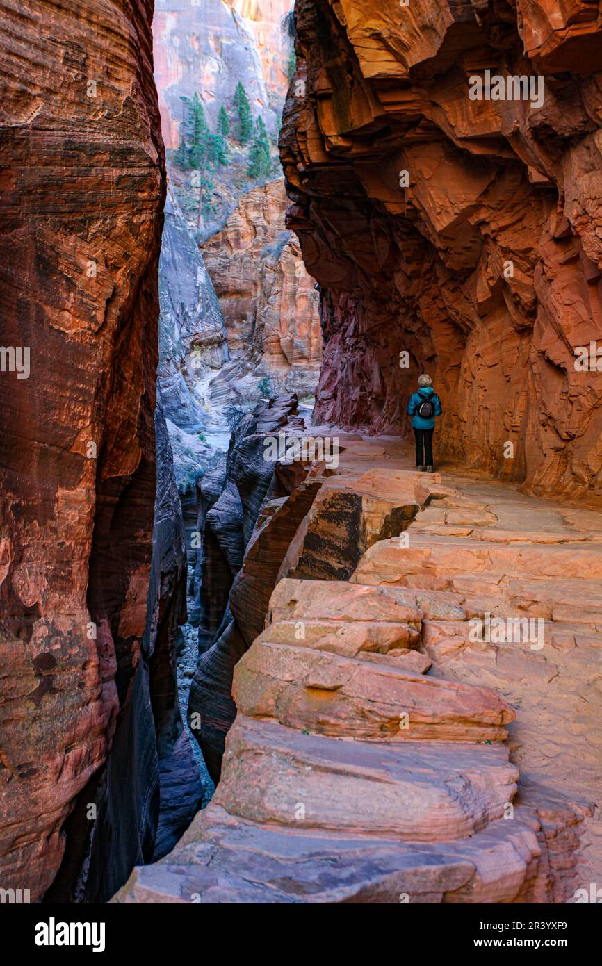 Observation Point Trail in Zion National Park, Utah Stock Photo - Alamy