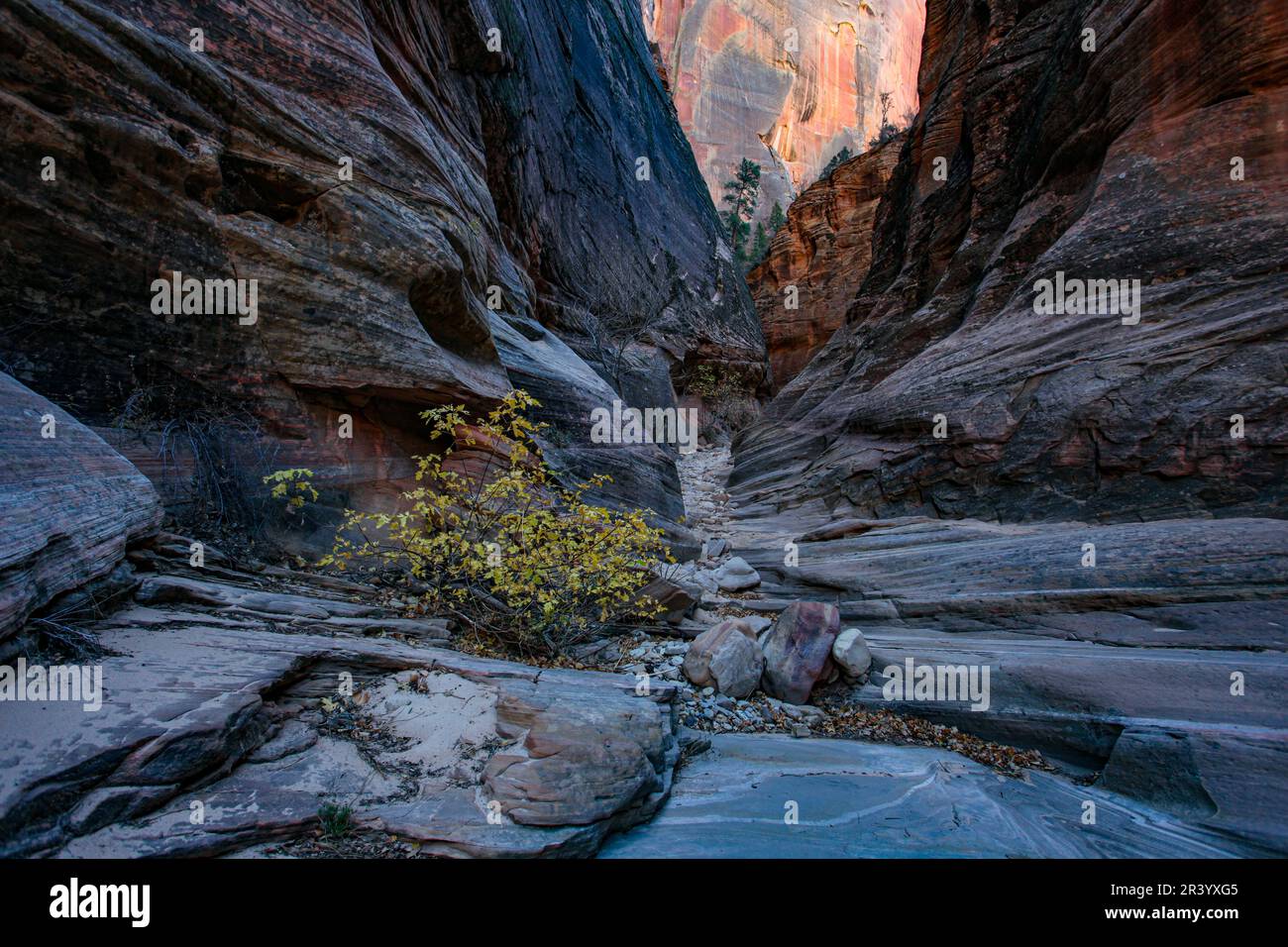 Observation Point Trail in Zion National Park, Utah Stock Photo - Alamy
