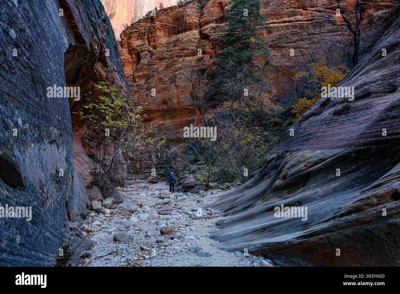 Observation Point Trail in Zion National Park, Utah Stock Photo - Alamy