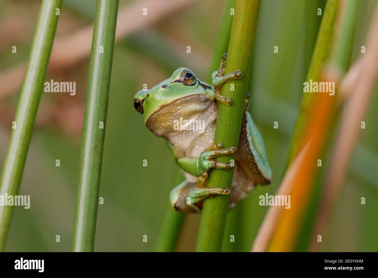 Hyla arborea, known as European tree frog, Tree frog, Common tree frog ...