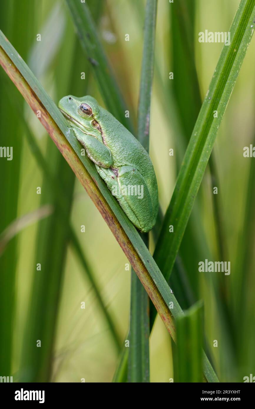 Hyla arborea, known as European tree frog, Tree frog, Common tree frog ...