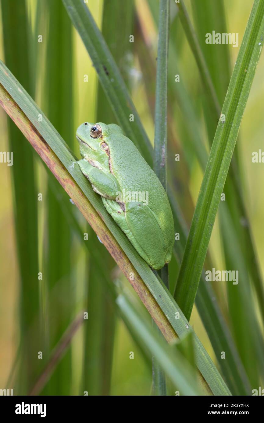 Hyla arborea, known as European tree frog, Tree frog, Common tree frog ...