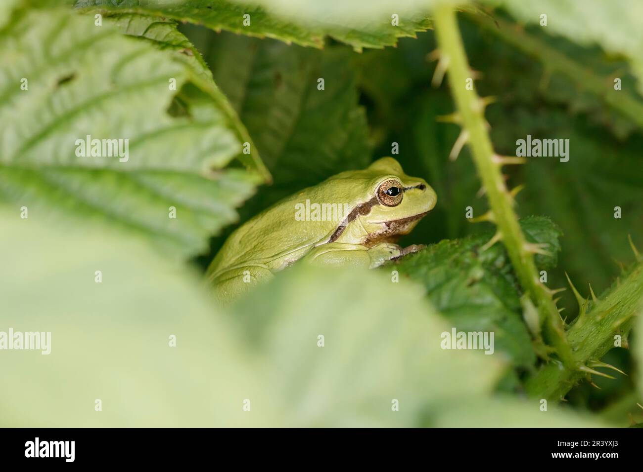 Hyla arborea, known as European tree frog, Tree frog, Common tree frog ...