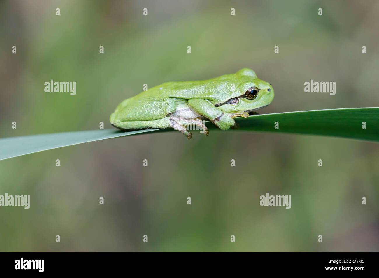 Hyla arborea, known as European tree frog, Tree frog, Common tree frog ...