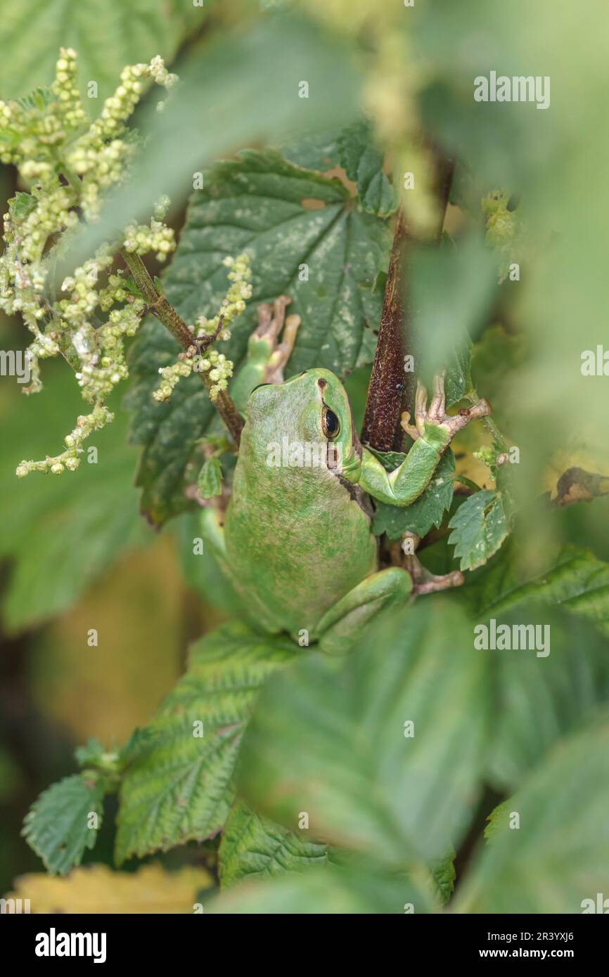 Hyla arborea, known as European tree frog, Tree frog, Common tree frog ...