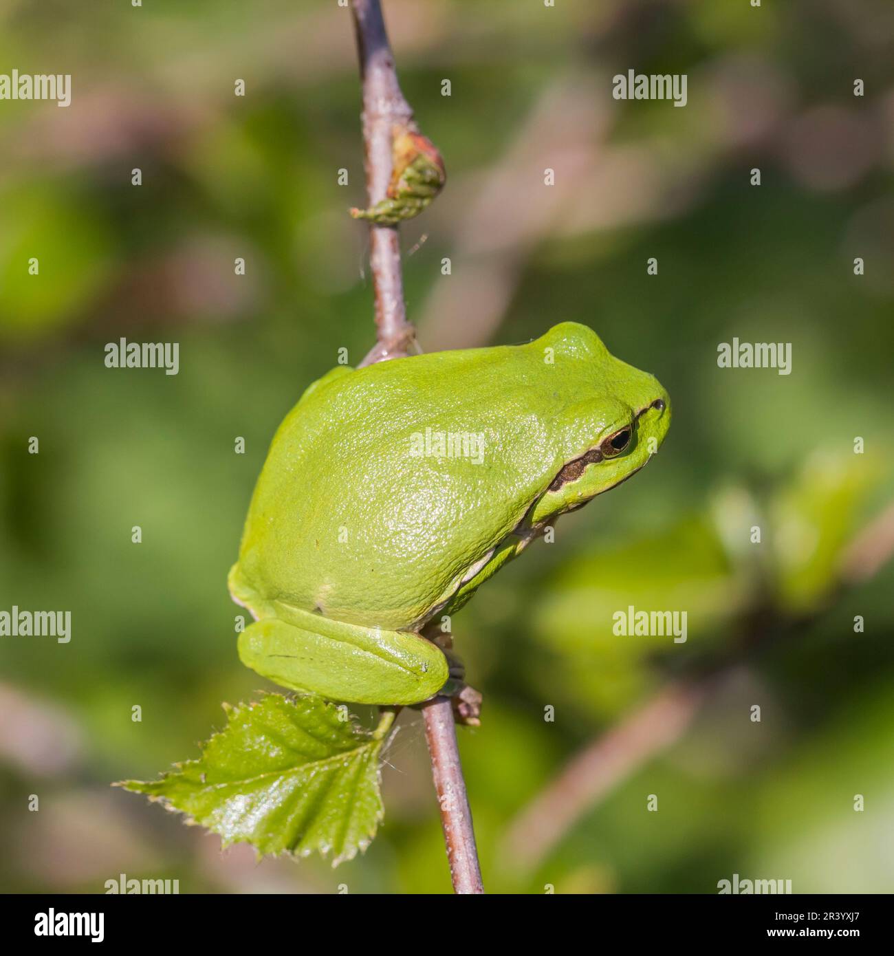 Hyla arborea, known as European tree frog, Tree frog, Common tree frog ...