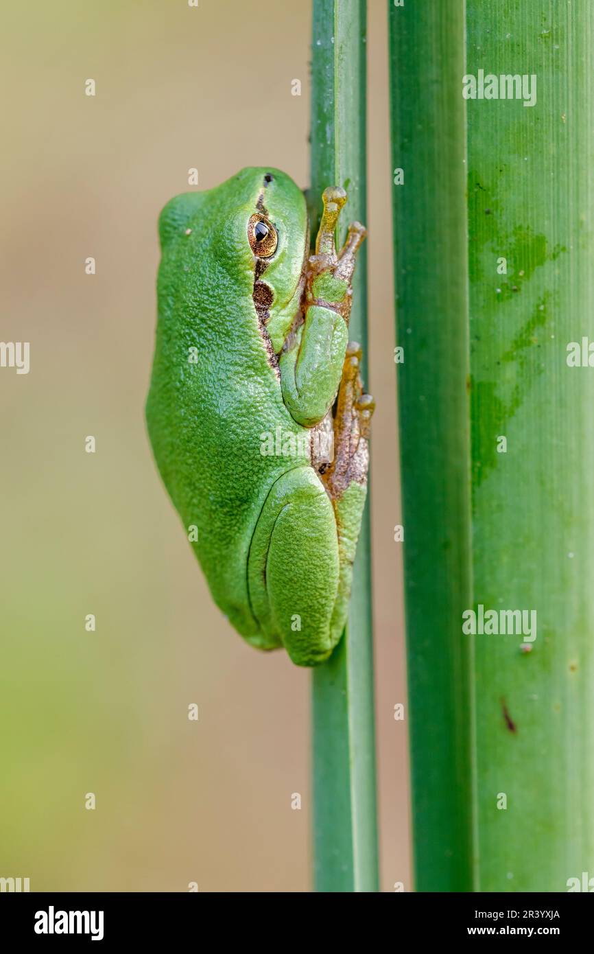 Hyla arborea, known as European tree frog, Tree frog, Common tree frog ...