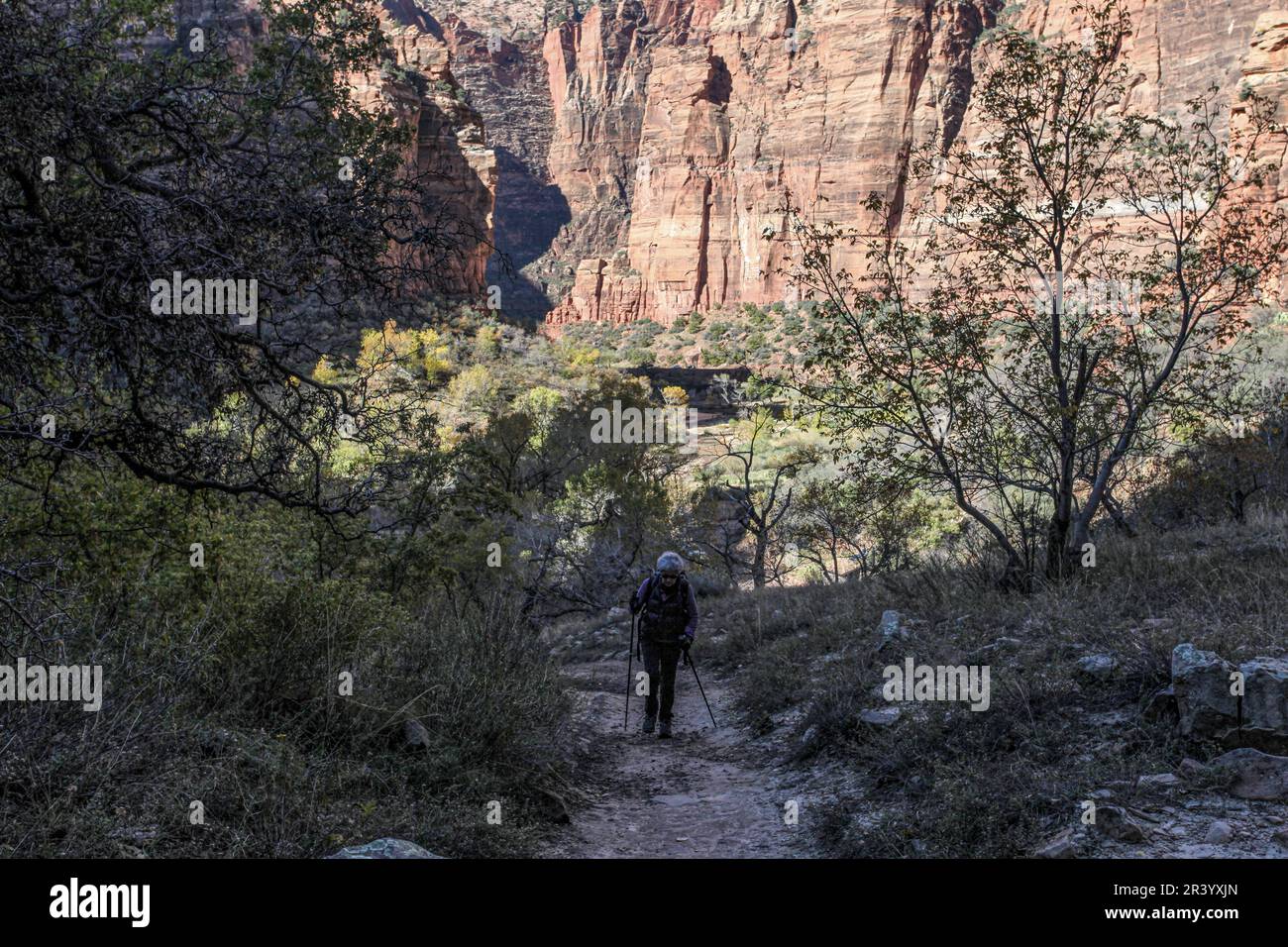 Observation Point Trail in Zion National Park, Utah Stock Photo - Alamy