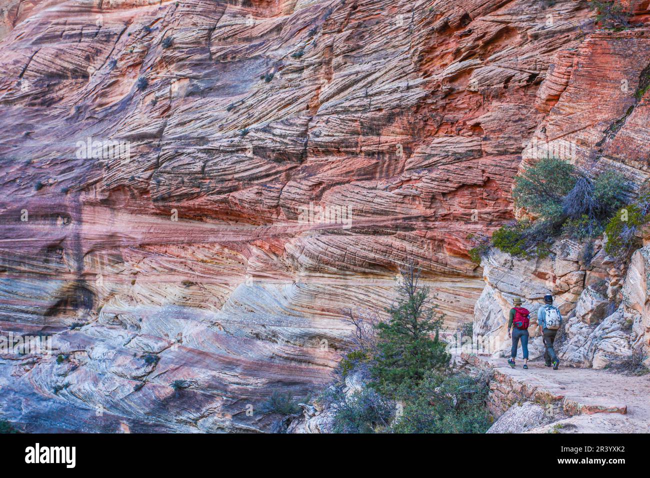Observation Point Trail in Zion National Park, Utah Stock Photo - Alamy