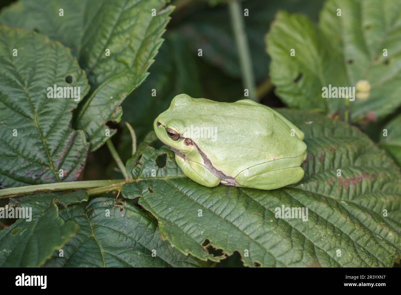 Hyla arborea, known as European tree frog, Tree frog, Common tree frog ...