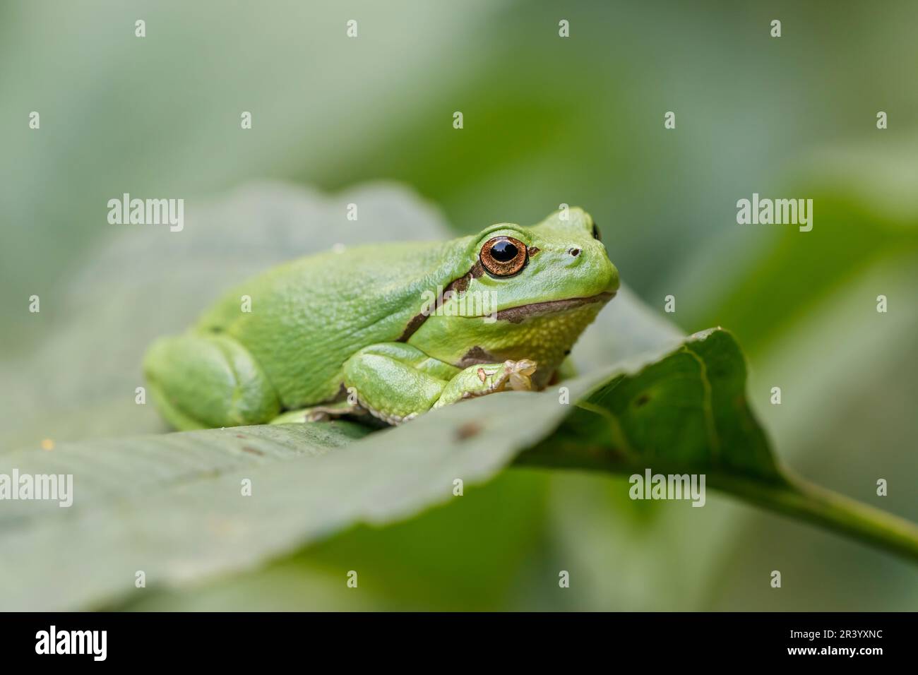 Hyla arborea, known as European tree frog, Tree frog, Common tree frog ...