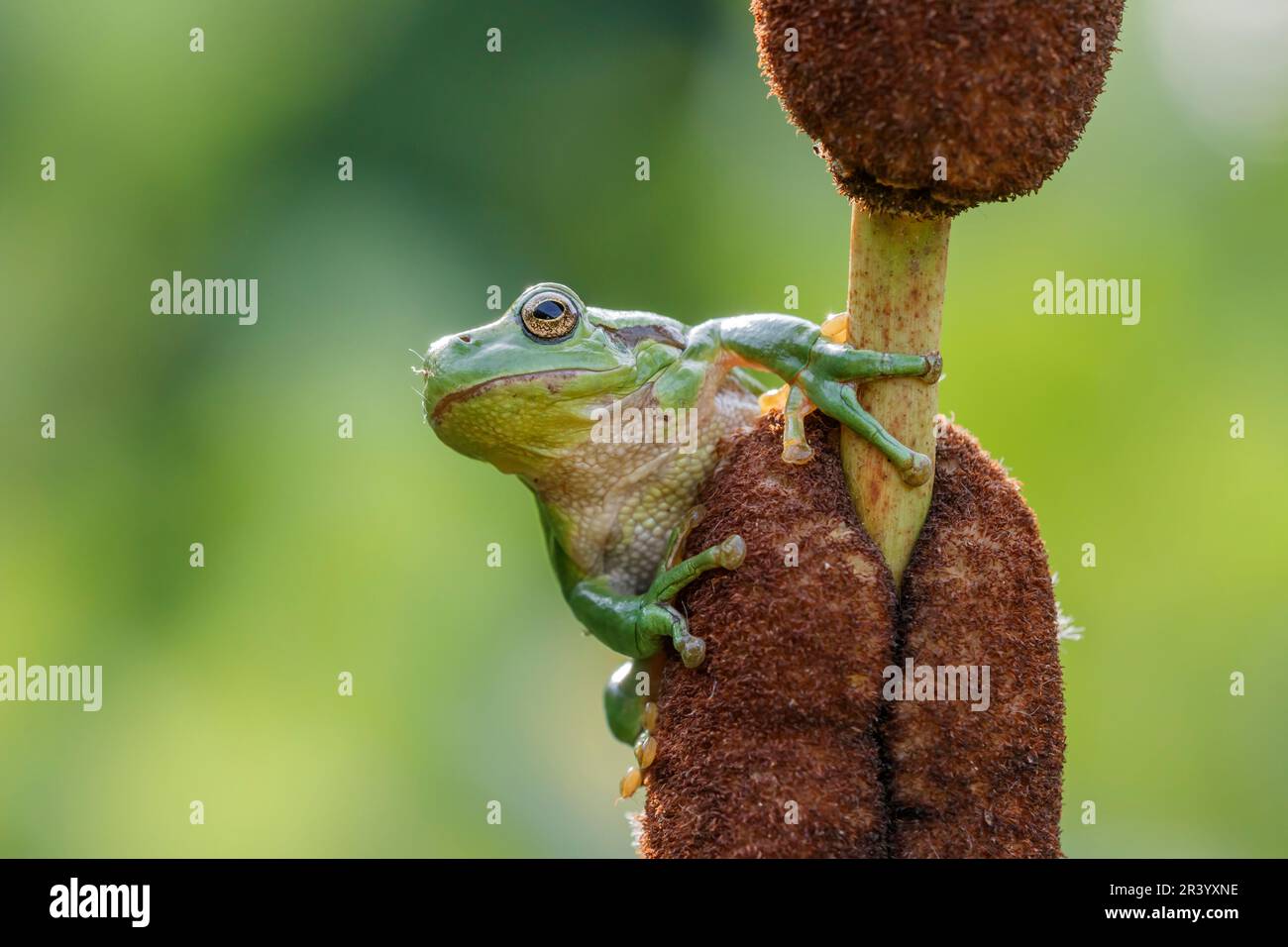 Hyla arborea, known as European tree frog, Tree frog, Common tree frog ...