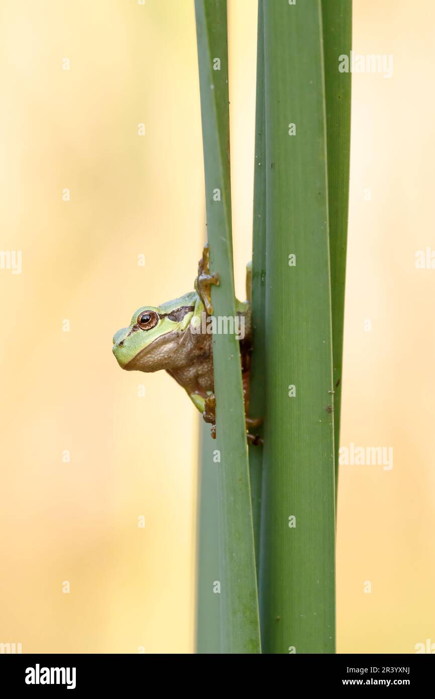 Hyla arborea, known as European tree frog, Tree frog, Common tree frog ...