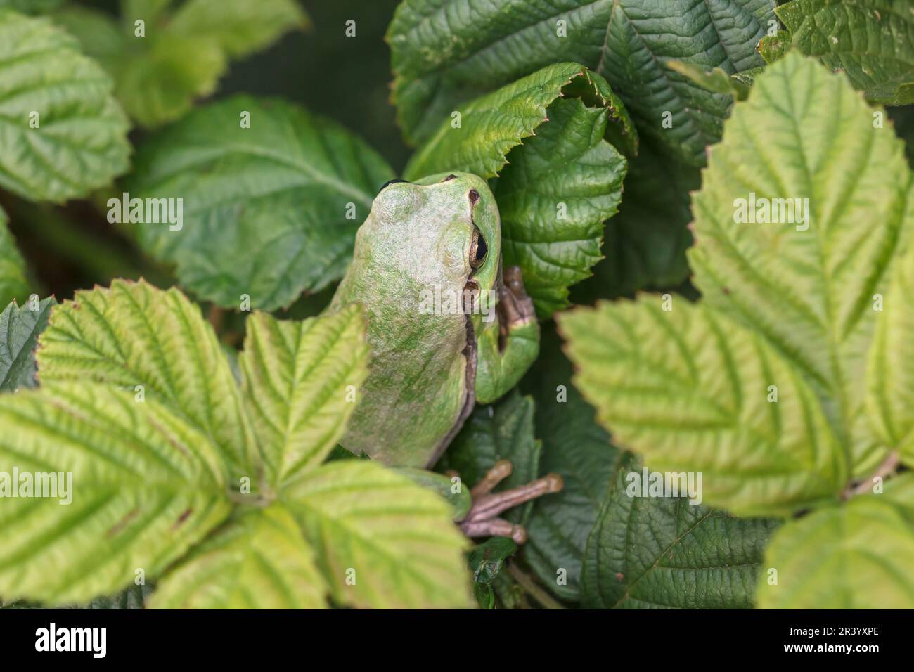 Hyla arborea, known as European tree frog, Tree frog, Common tree frog ...