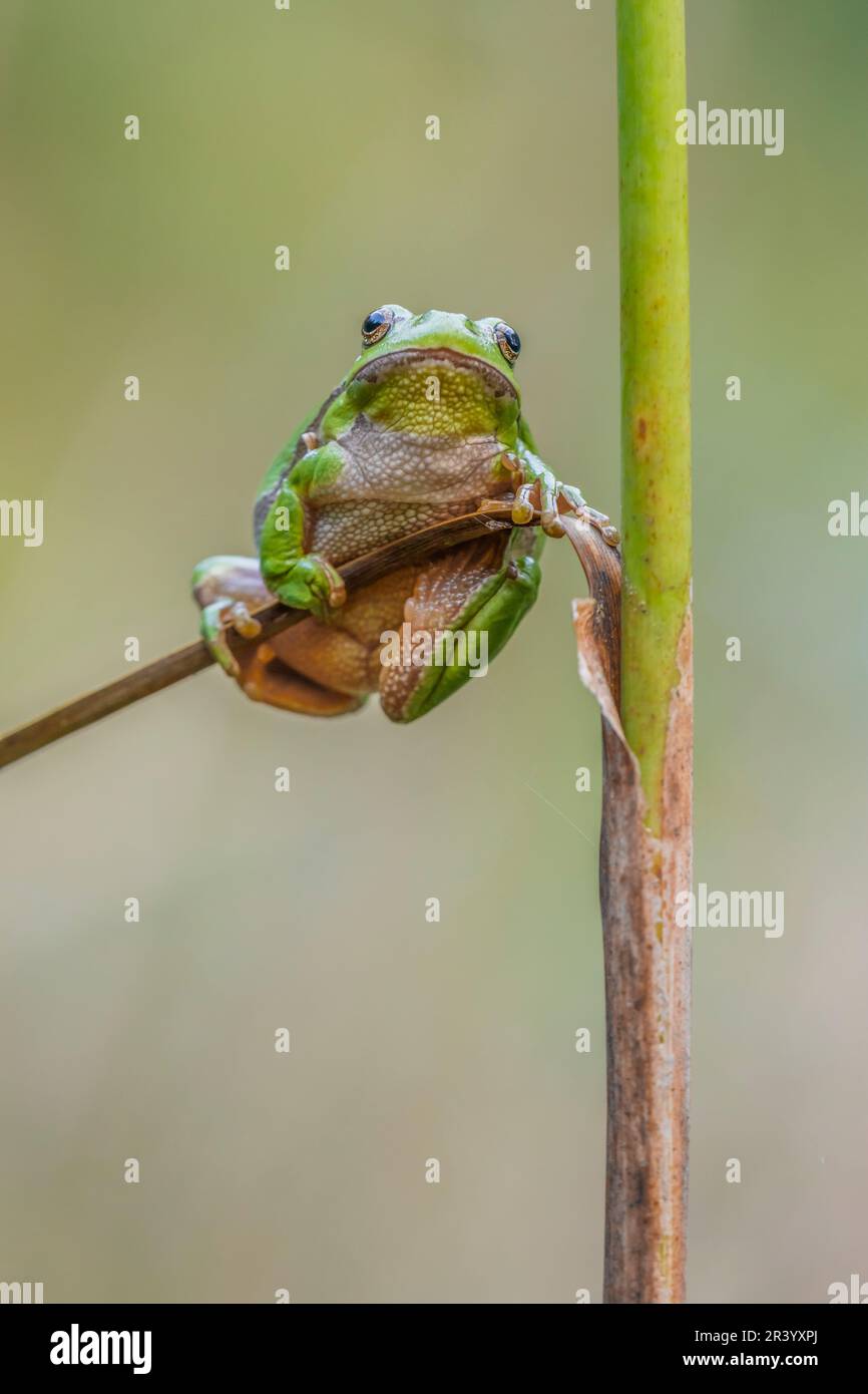 Hyla arborea, known as European tree frog, Tree frog, Common tree frog ...