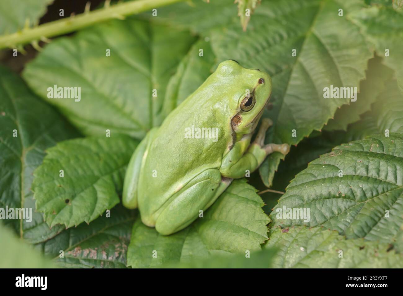 Hyla arborea, known as European tree frog, Tree frog, Common tree frog ...