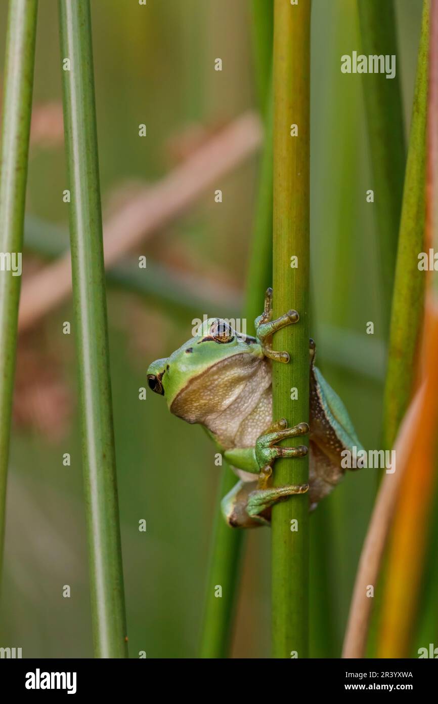 Hyla arborea, known as European tree frog, Tree frog, Common tree frog ...
