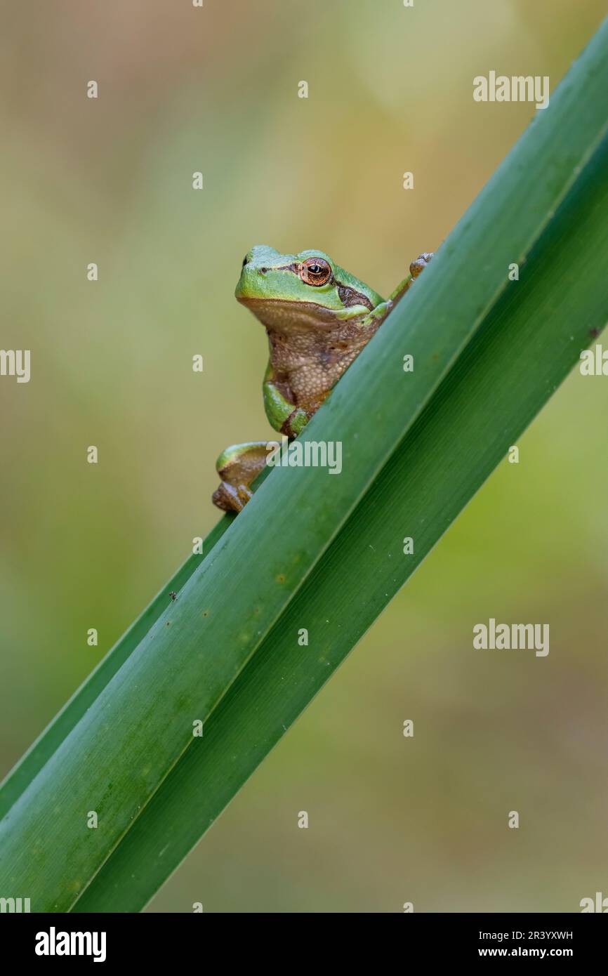 Hyla arborea, known as European tree frog, Tree frog, Common tree frog ...