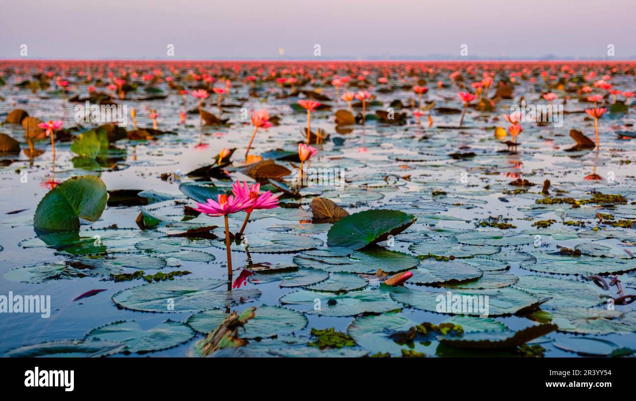 Beautiful Red Lotus Sea Kumphawapi with pink flowers in Udon Thani in ...