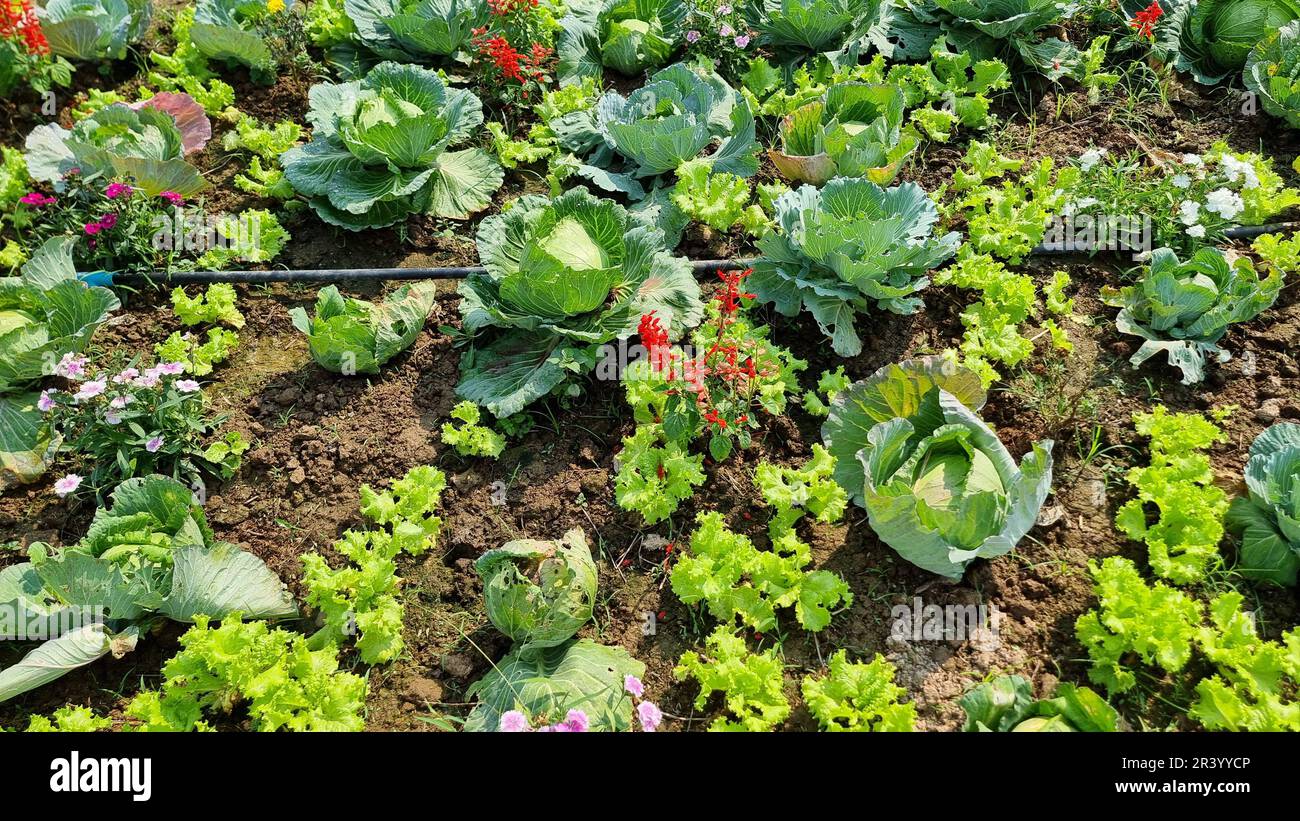 Community kitchen garden. Raised garden beds with vegetable community ...