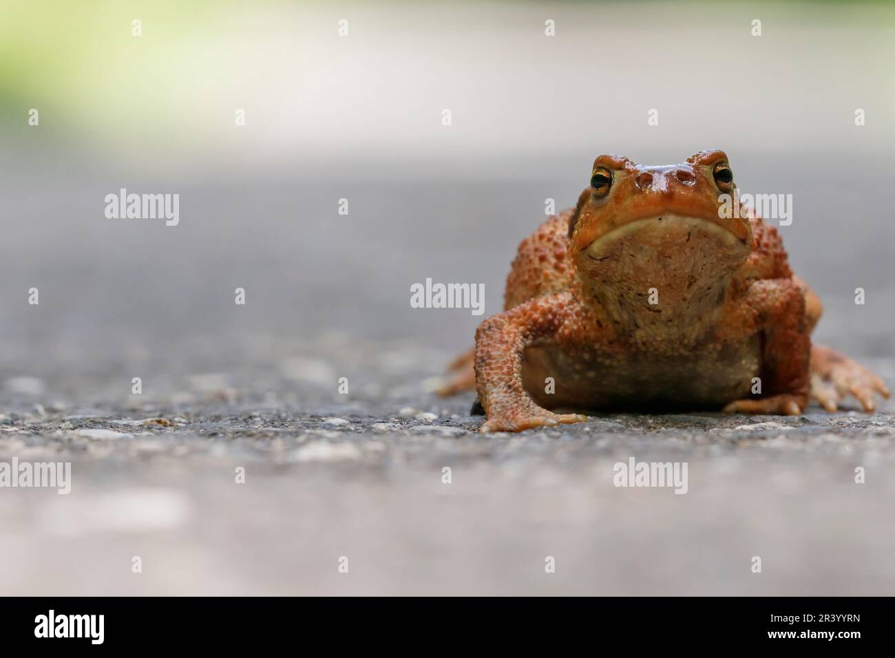 Bufo bufo, known as Common toad, European toad, endangered species from ...