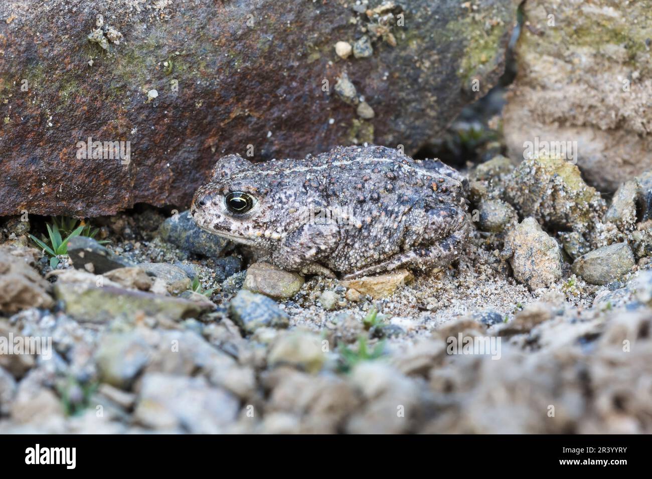 Epidalea calamita, syn. Bufo calamita, known as Natterjack toad ...
