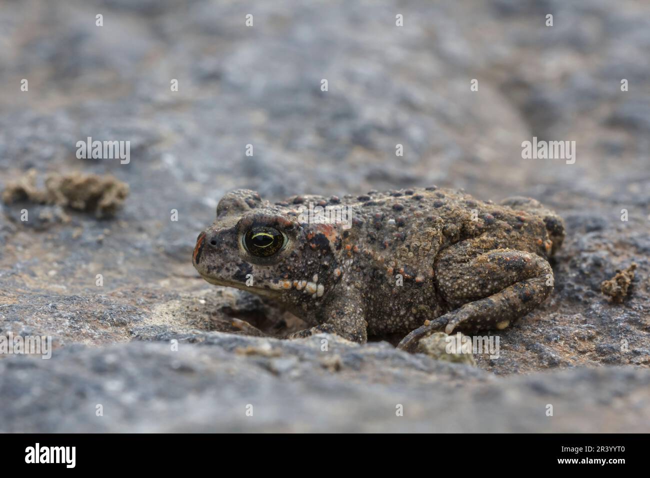 Epidalea calamita, syn. Bufo calamita, known as Natterjack toad, Running toad from Germany Stock ...