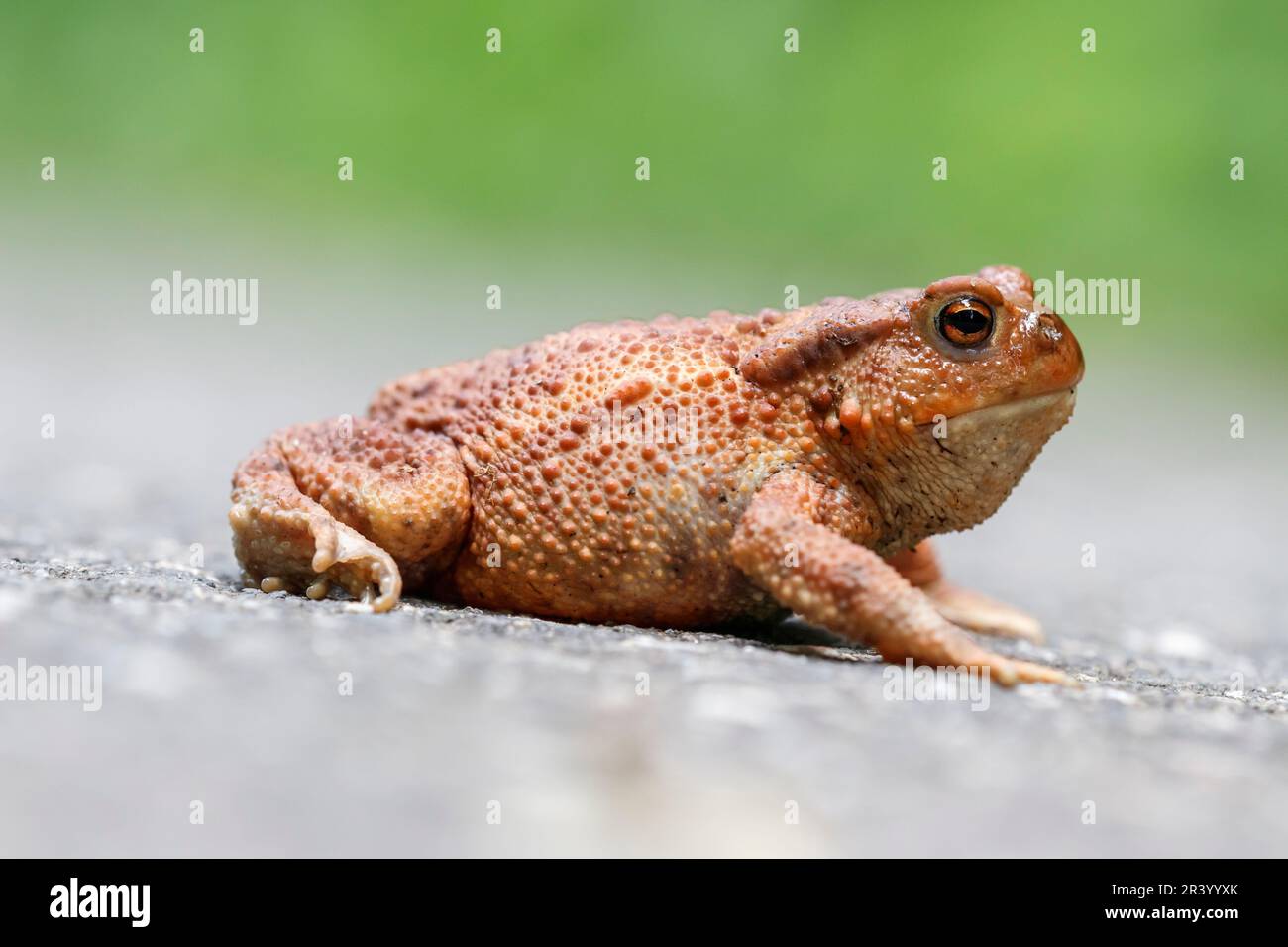 Bufo bufo, known as Common toad, European toad, endangered species ...