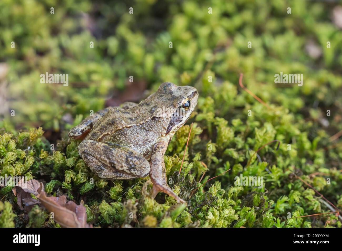Rana dalmatina, known as Agile frog, Spring frog, Leap frog, Dalmatian ...