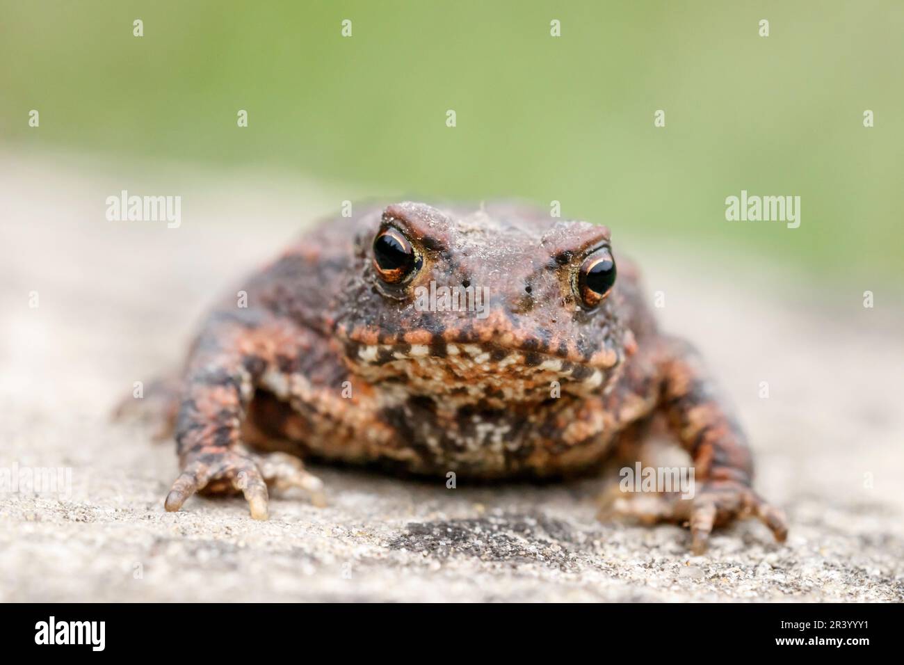 Bufo bufo, known as Common toad, European toad, endangered species from ...
