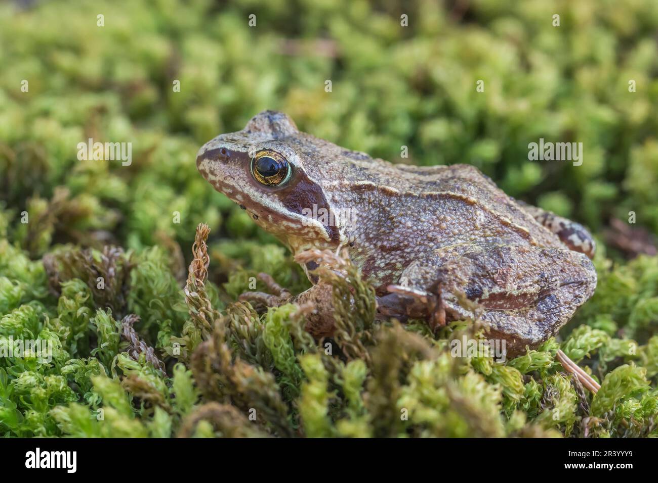 Rana dalmatina, known as Agile frog, Spring frog, Leap frog, Dalmatian ...