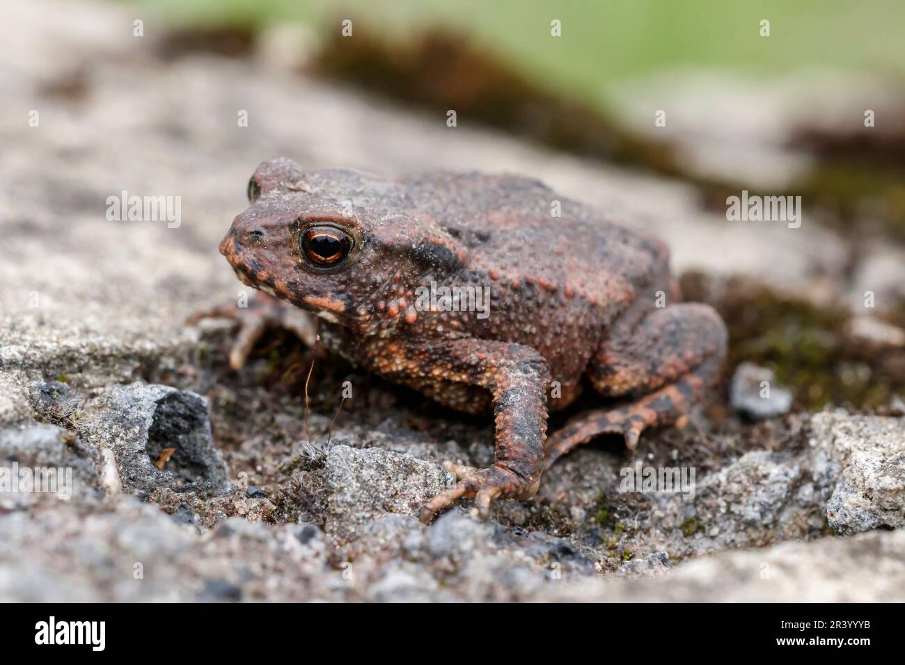 Bufo bufo, known as Common toad, European toad, endangered species from ...