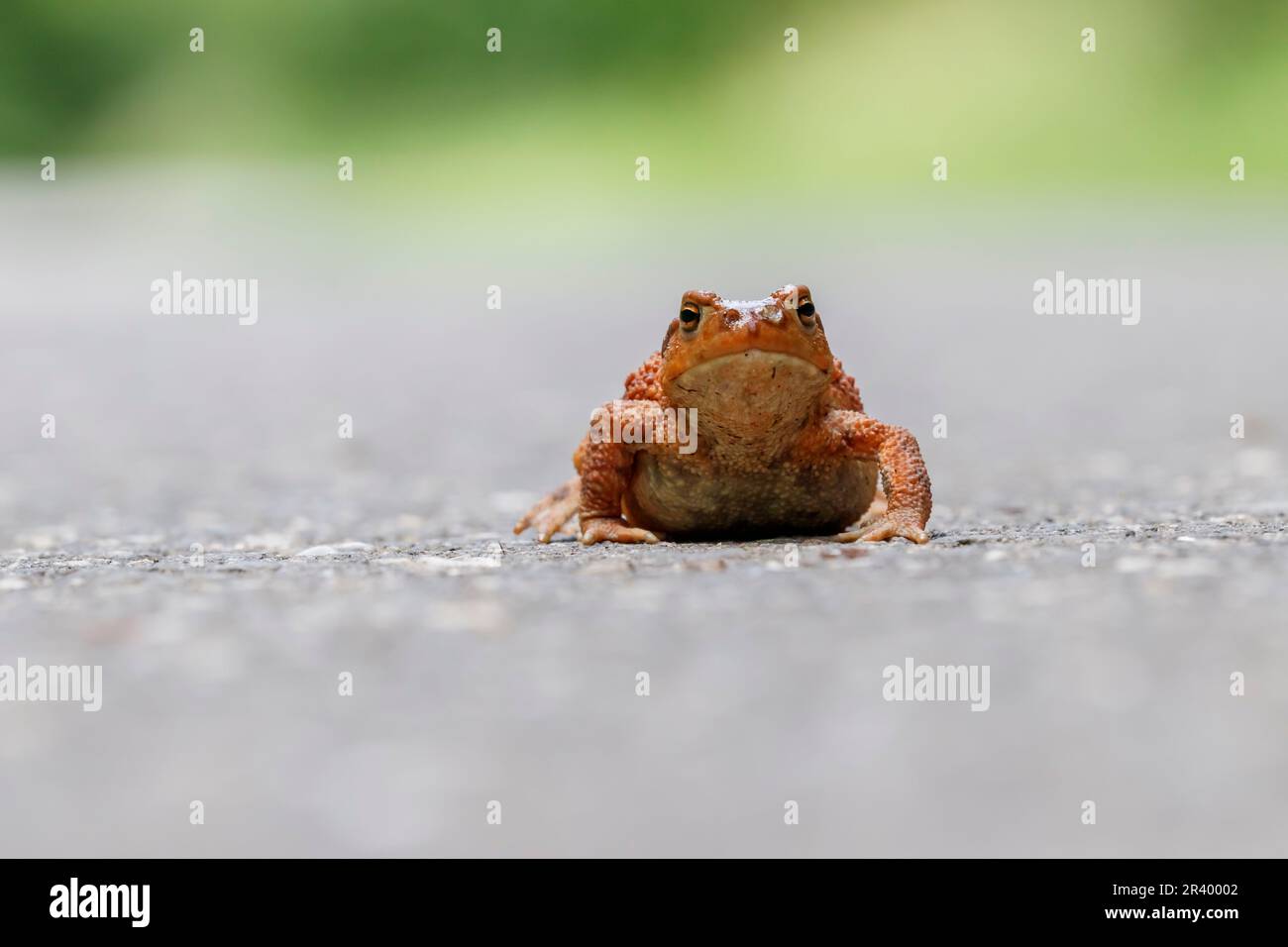 Bufo bufo, known as Common toad, European toad, endangered species from ...