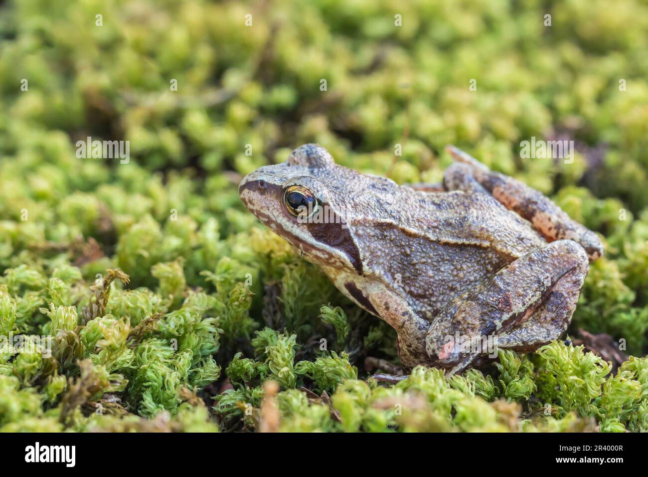Rana dalmatina, known as Agile frog, Spring frog, Leap frog, Dalmatian ...