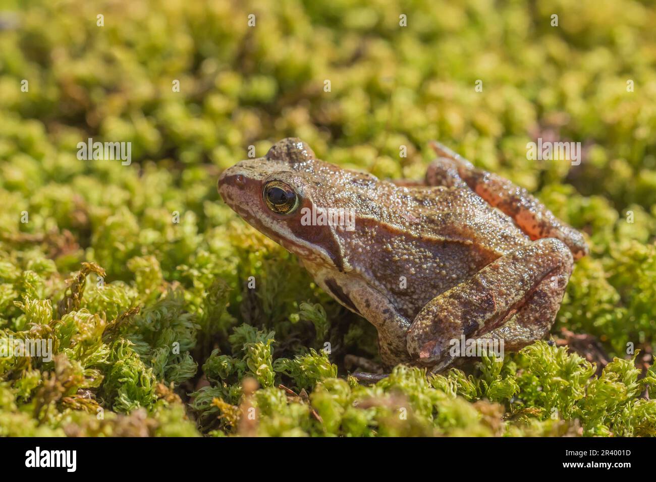 Rana dalmatina, known as Agile frog, Spring frog, Leap frog, Dalmatian ...