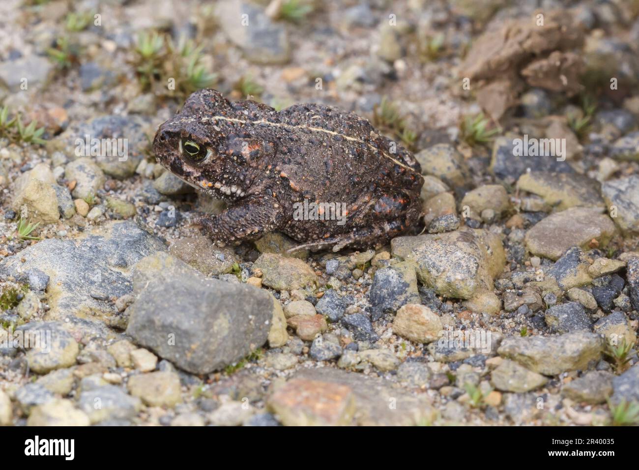 Epidalea calamita, syn. Bufo calamita, known as Natterjack toad ...