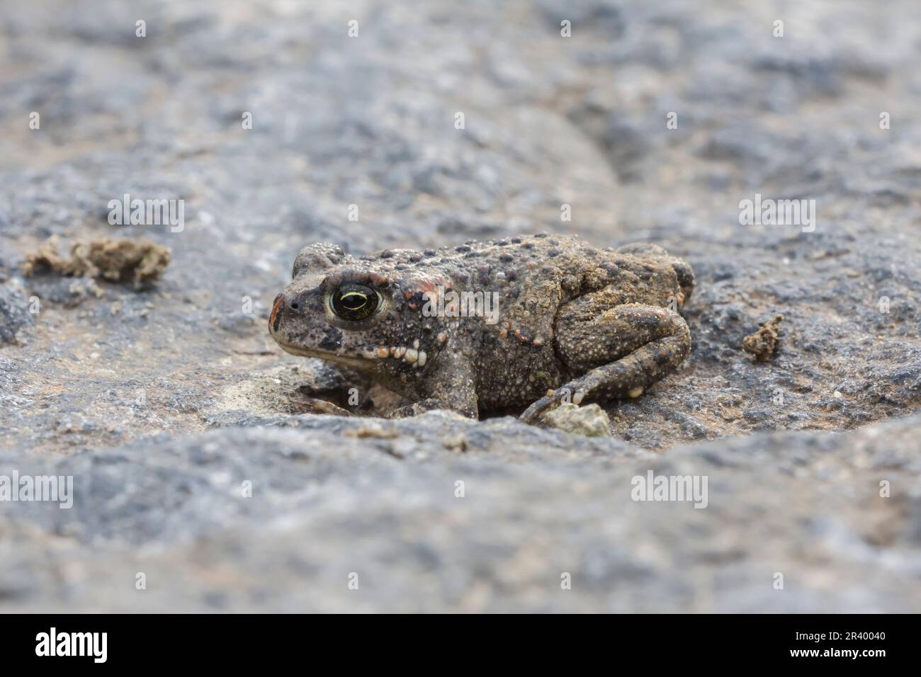 Epidalea calamita, syn. Bufo calamita, known as Natterjack toad ...
