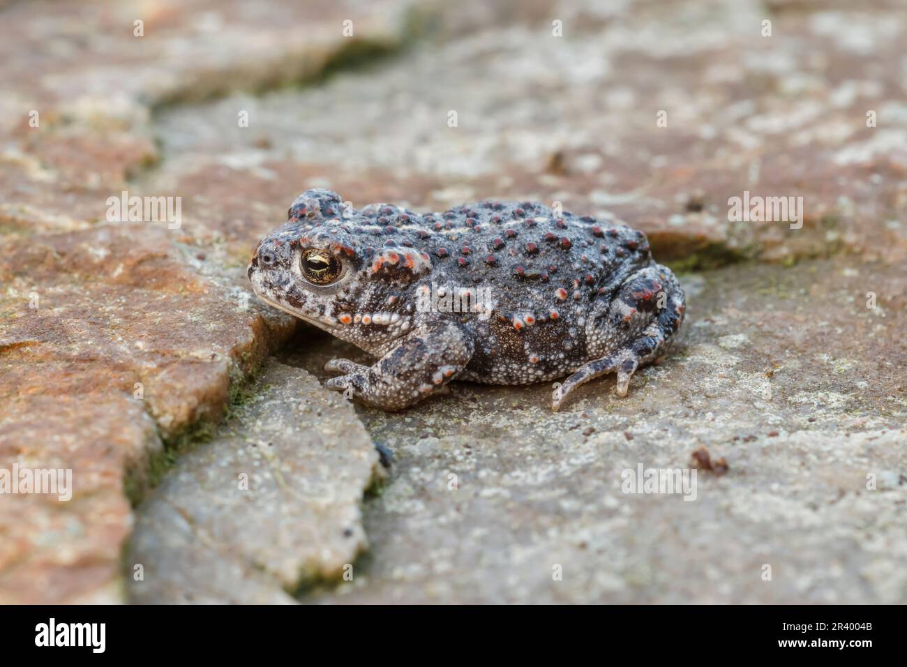 Epidalea calamita, syn. Bufo calamita, known as Natterjack toad ...