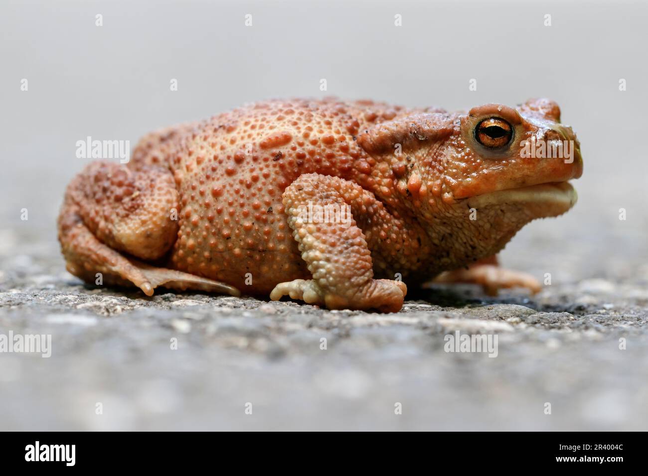 Bufo bufo, known as Common toad, European toad, endangered species from ...