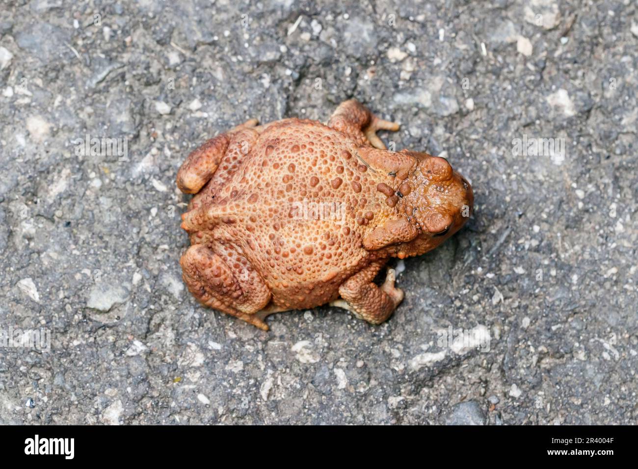 Bufo bufo, known as Common toad, European toad, endangered species, endangered animal Stock ...