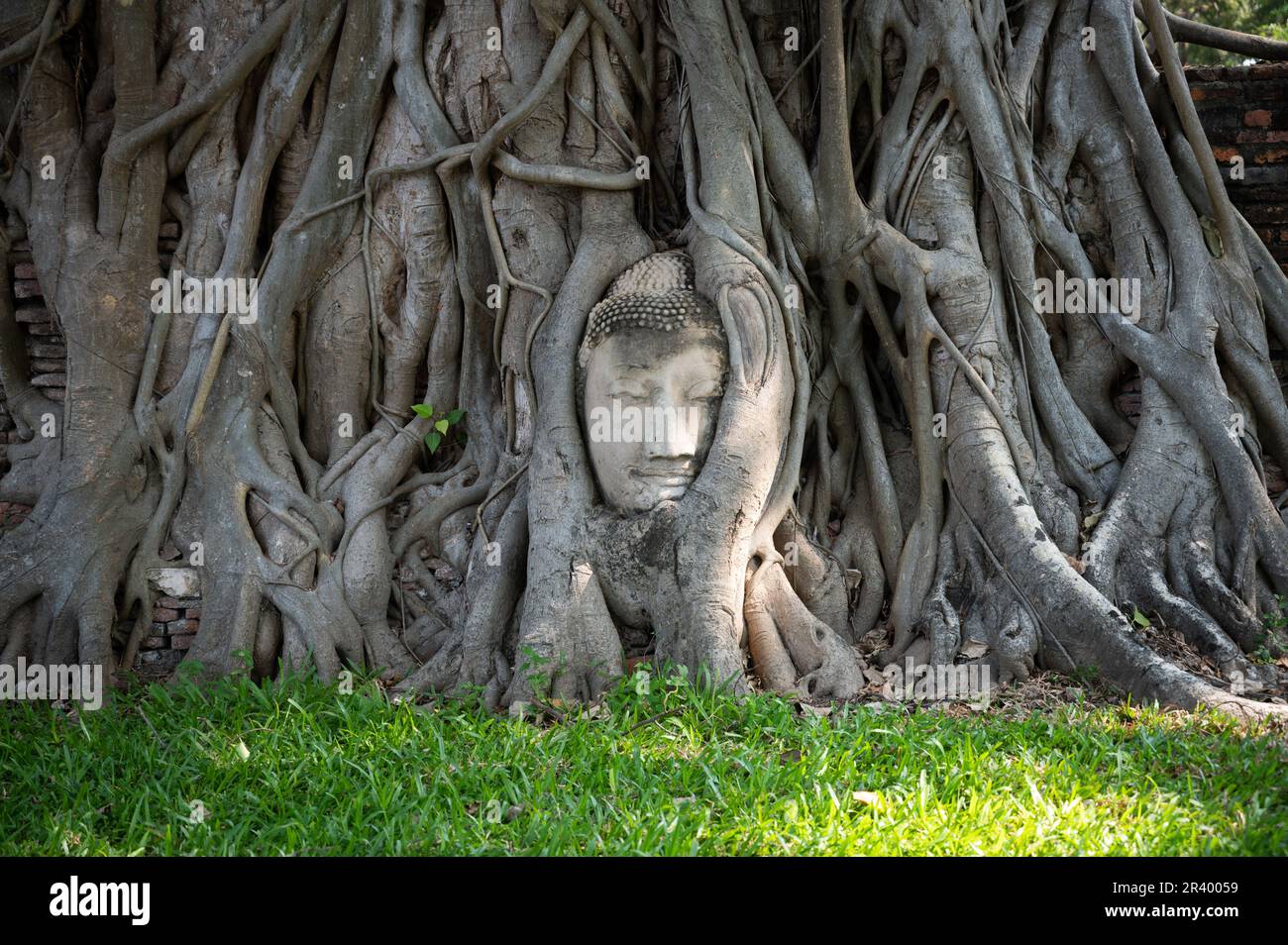 Buddhas head in a tree hi-res stock photography and images - Alamy
