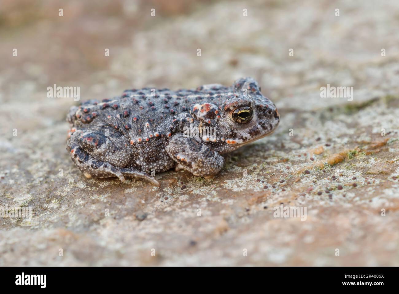 Epidalea calamita, syn. Bufo calamita, known as Natterjack toad ...
