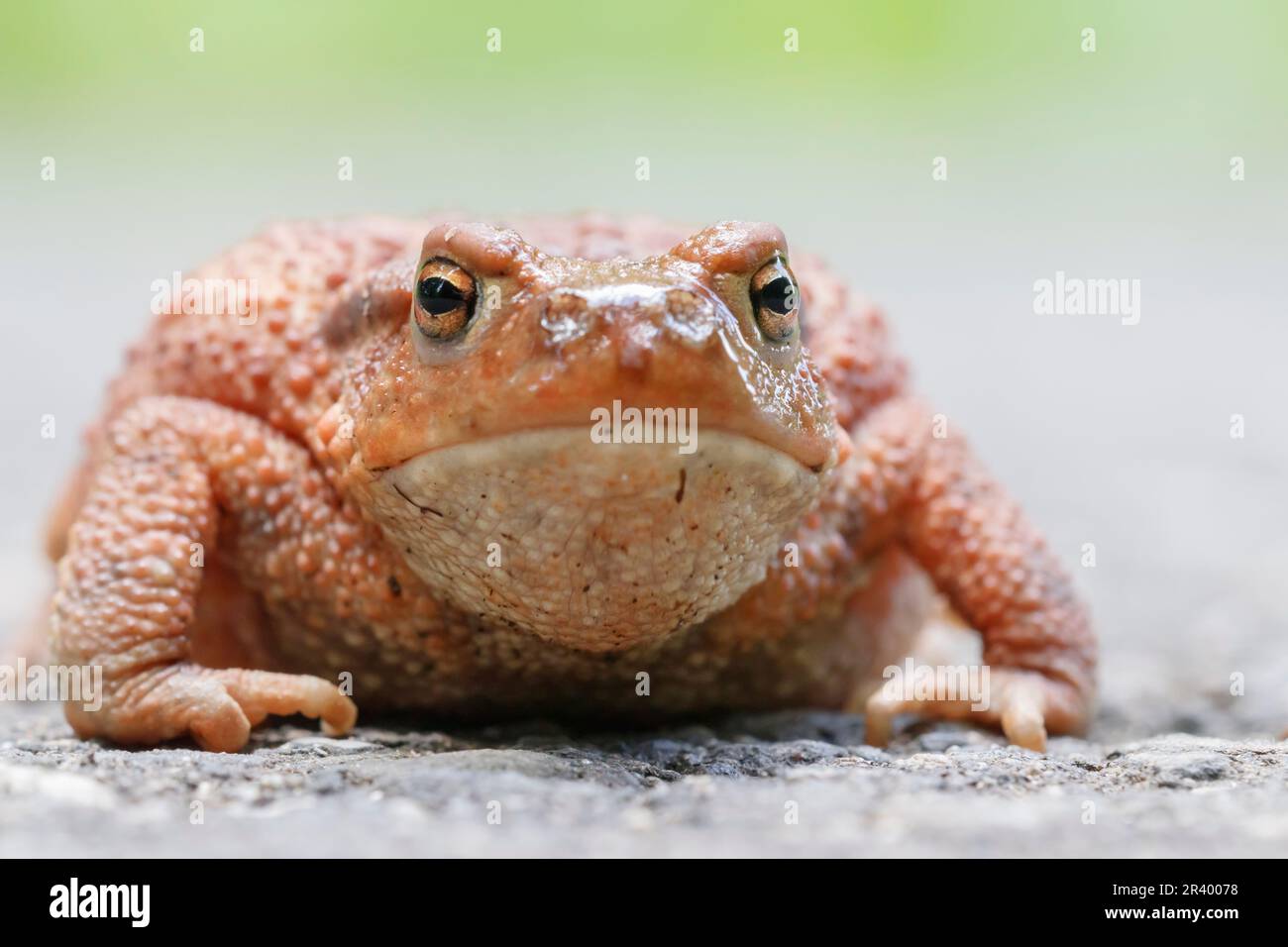 Bufo bufo, known as Common toad, European toad, endangered species ...