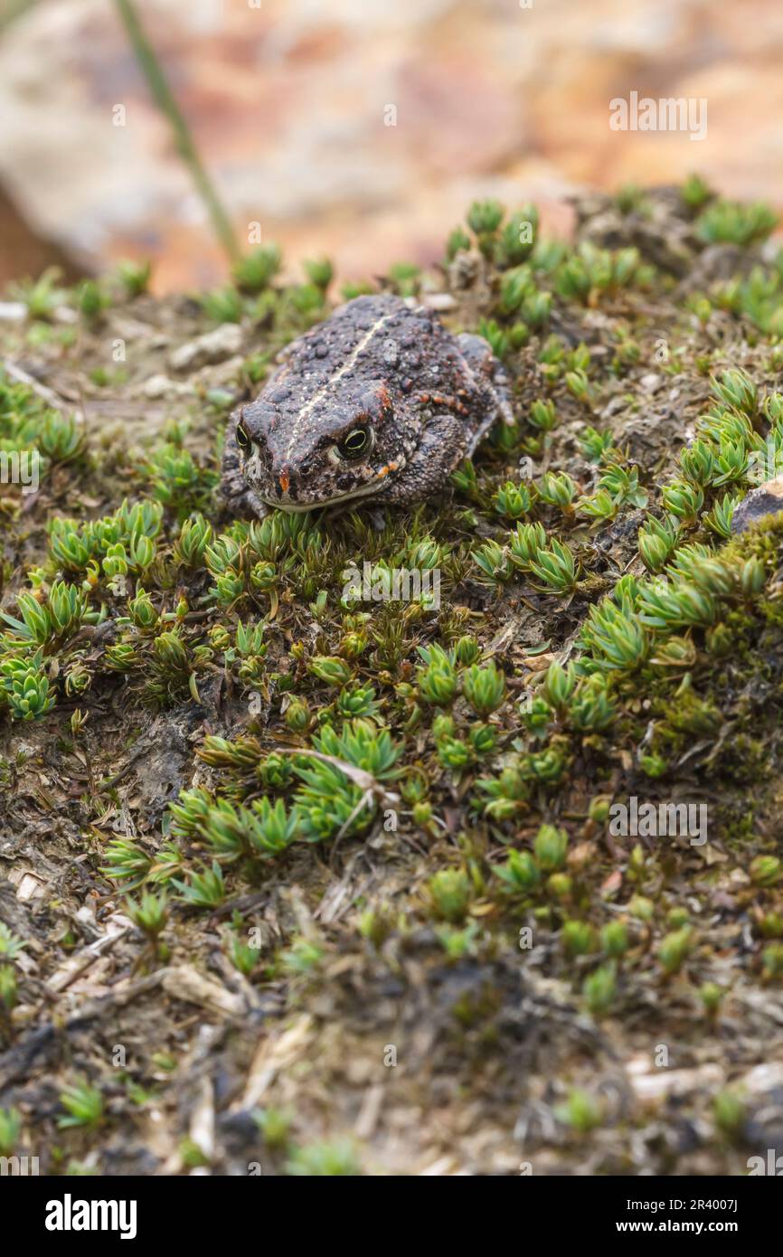 Epidalea calamita, syn. Bufo calamita, known as Natterjack toad ...