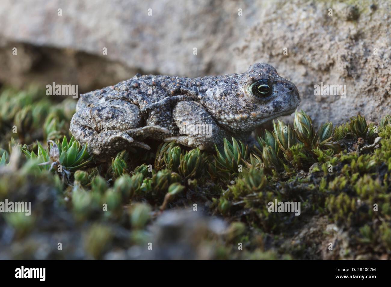 Epidalea calamita, syn. Bufo calamita, known as Natterjack toad ...