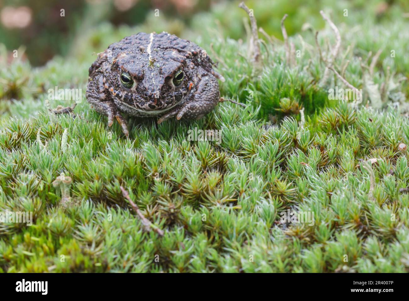 Epidalea calamita, syn. Bufo calamita, known as Natterjack toad ...