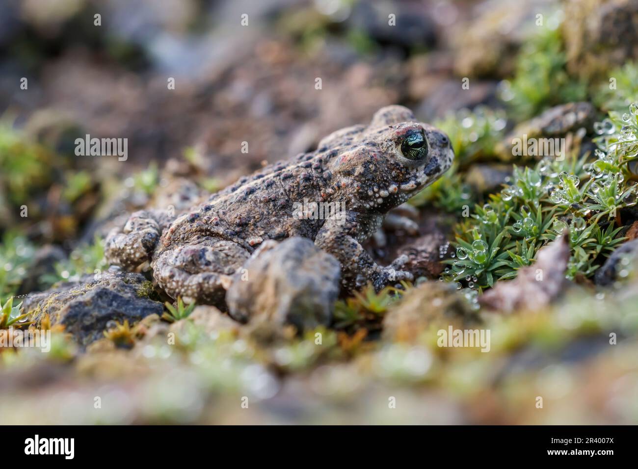Epidalea calamita, syn. Bufo calamita, known as Natterjack toad ...