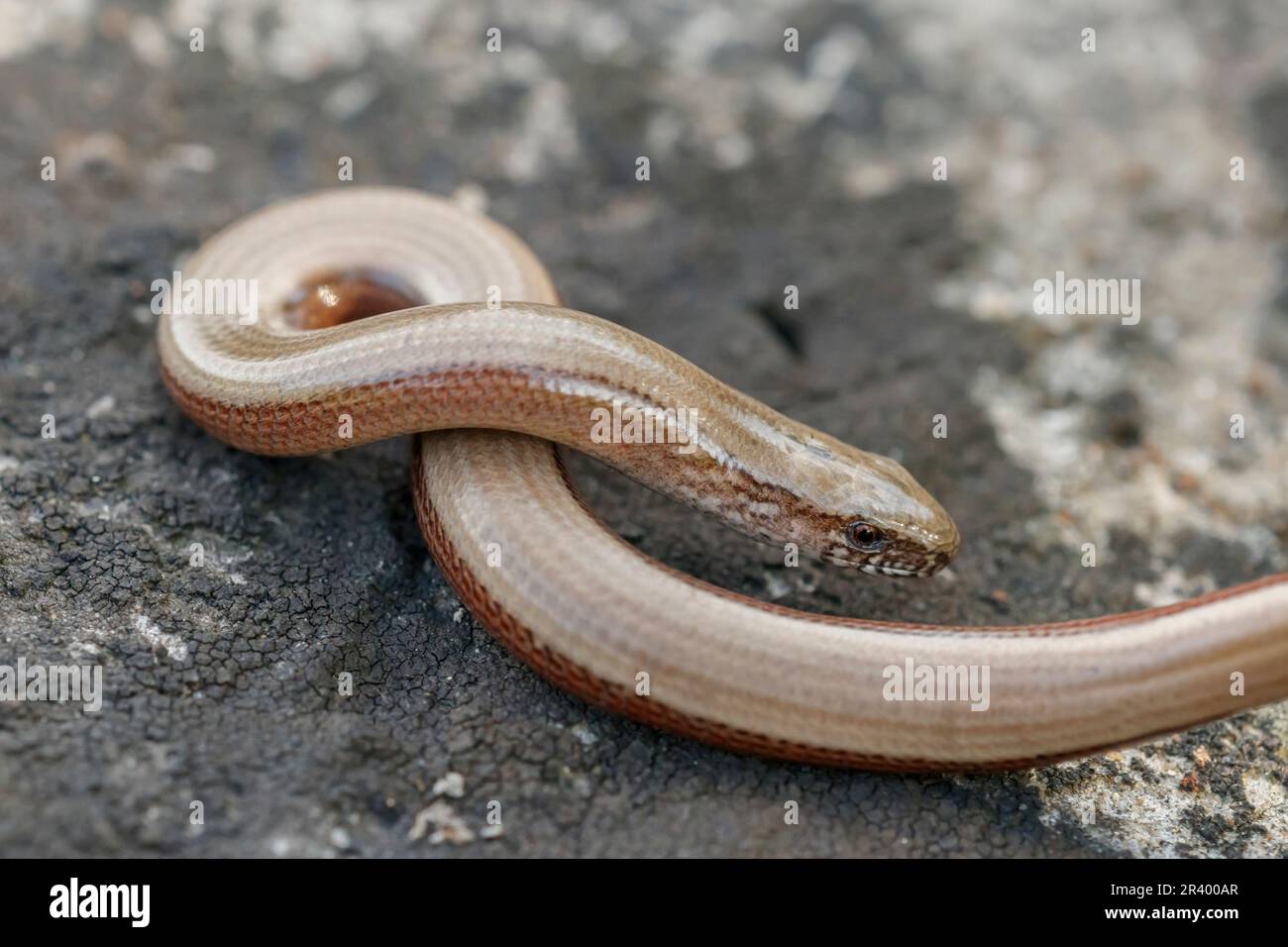 Anguis fragilis, known as Blindworm, Blind worm, Slowworm, Slow worm ...
